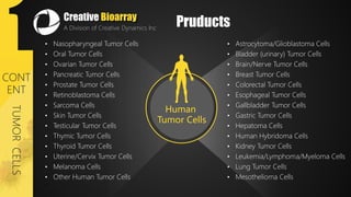 Tumor cells | PPT