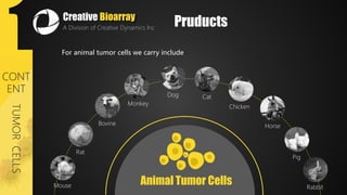 Tumor cells | PPT