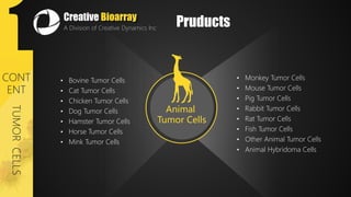 Mouse Tumor cells | PPTX