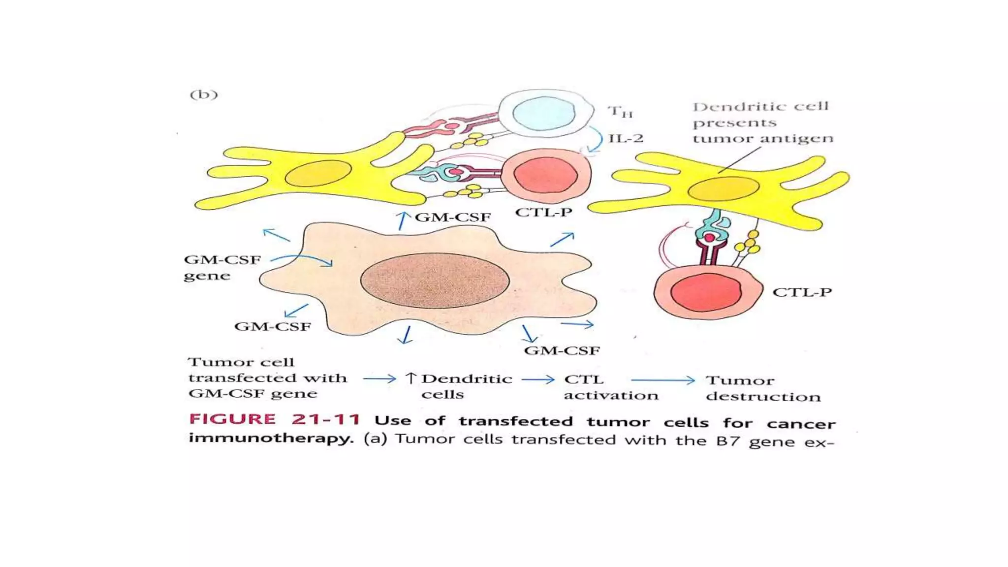 Tumor antigens & cancer immunotherapy.pptx