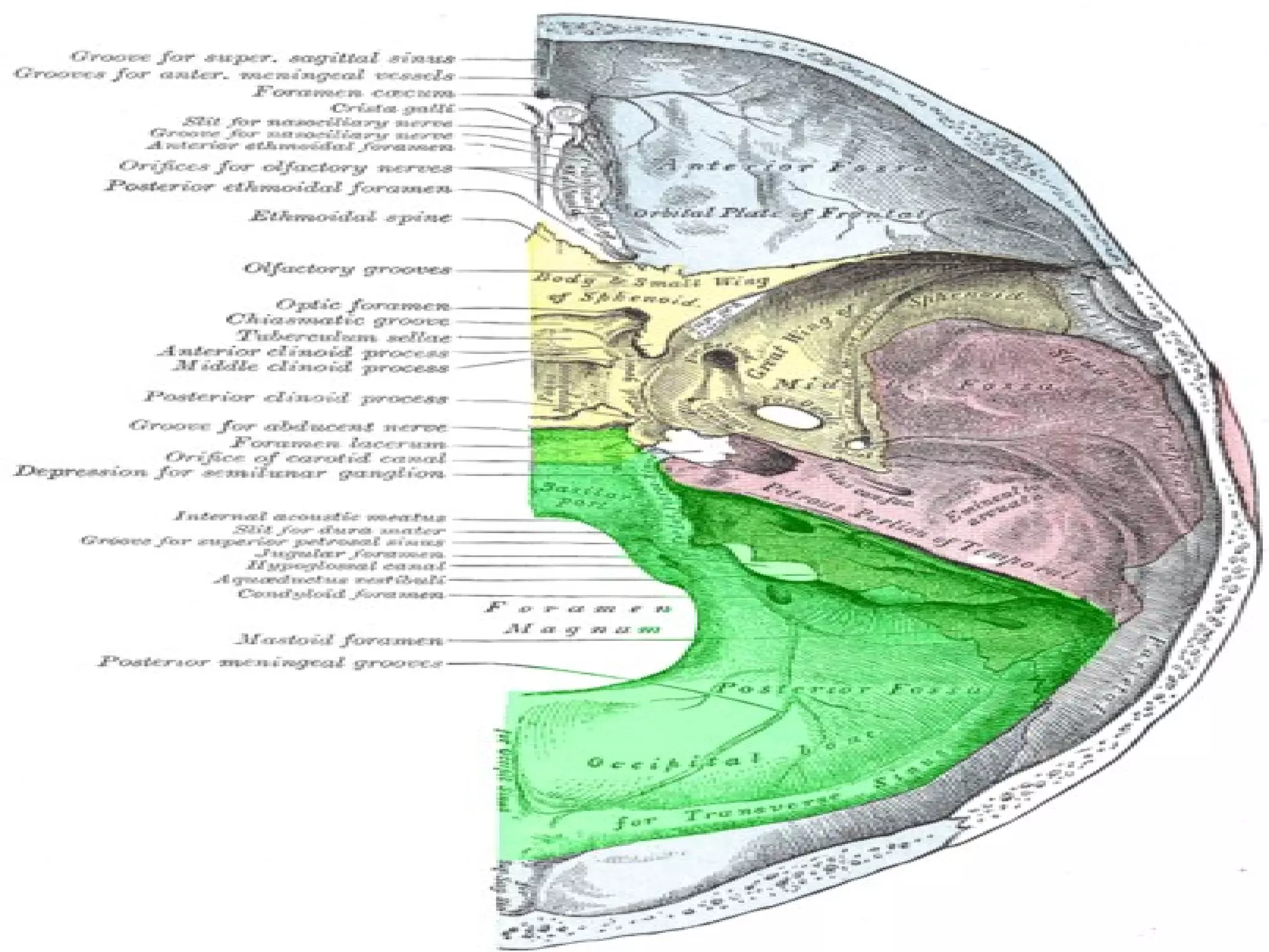 Tumores fosa posterior | PPT
