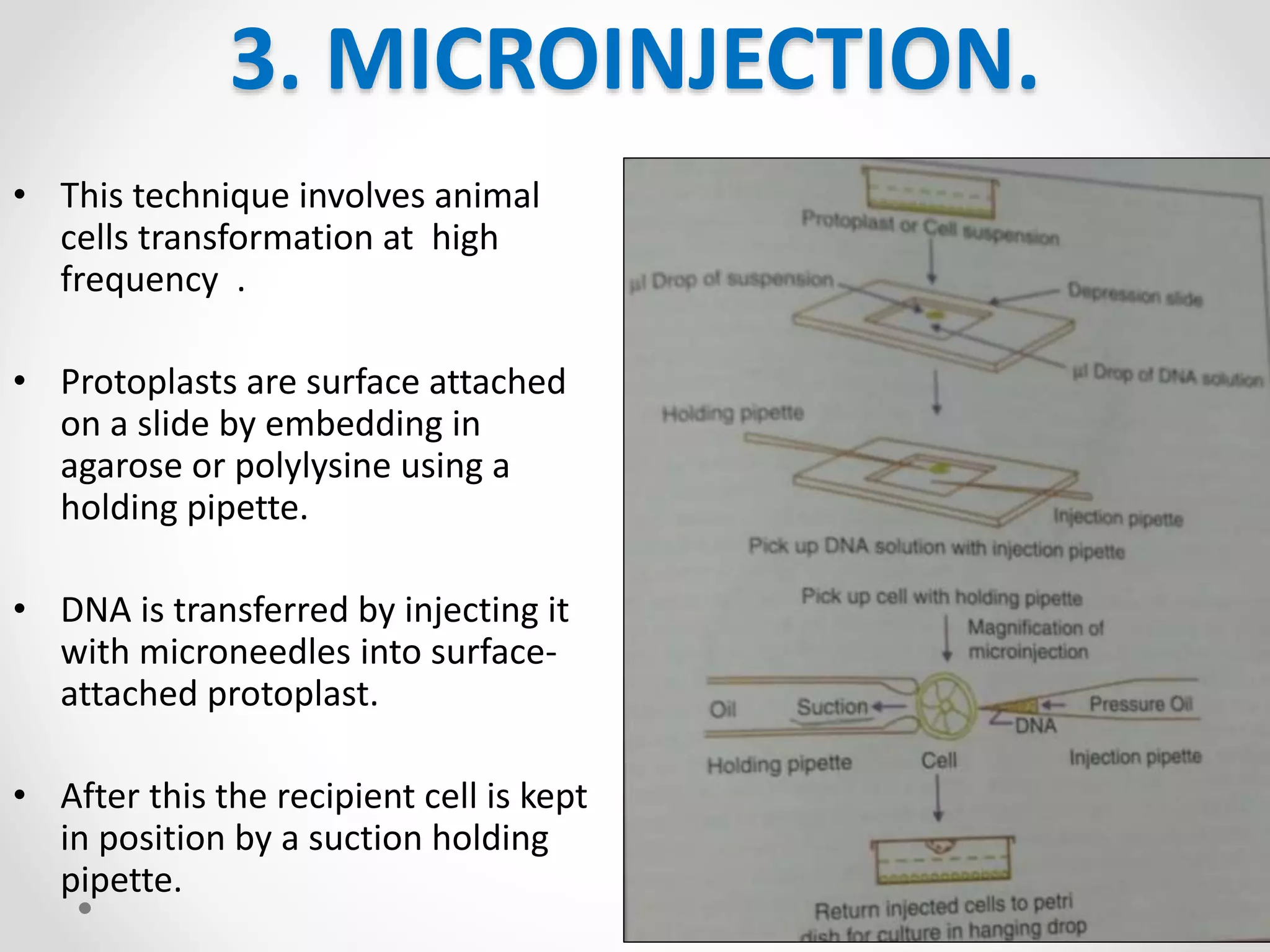 Tumor formtion , ti ri plasmid , dna trnsfr. | PPTX