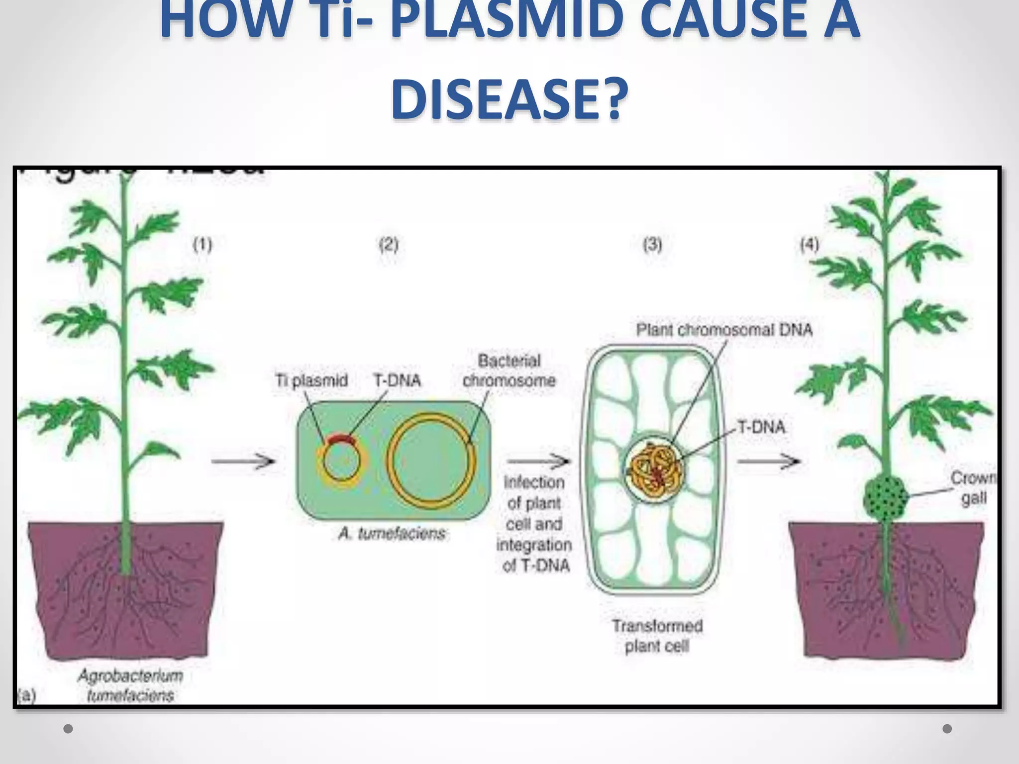 Tumor formtion , ti ri plasmid , dna trnsfr. | PPTX
