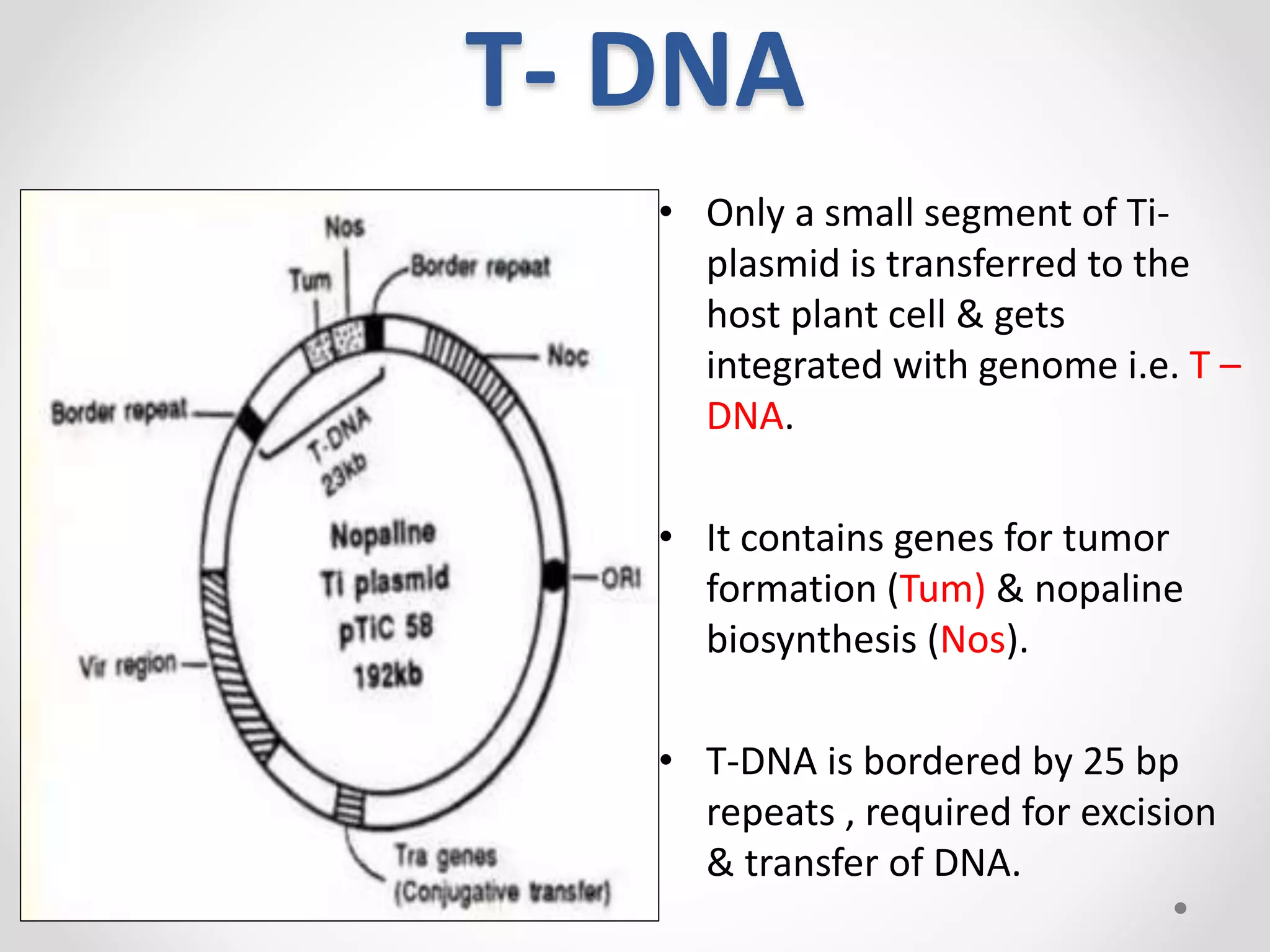Tumor formtion , ti ri plasmid , dna trnsfr. | PPTX