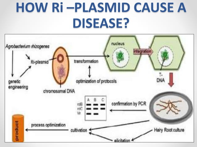 Tumor formtion , ti ri plasmid , dna trnsfr. | PPTX