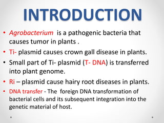 Tumor formtion , ti ri plasmid , dna trnsfr. | PPTX