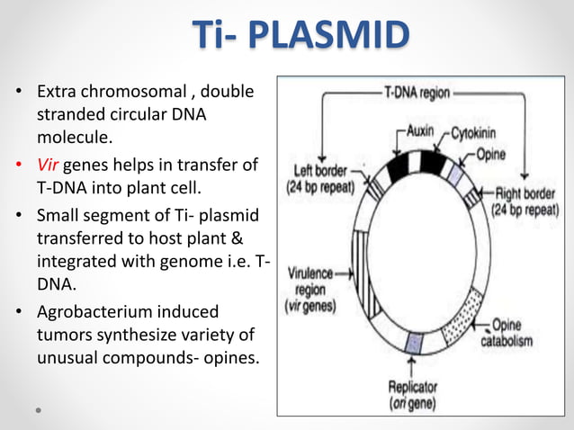 Tumor formtion , ti ri plasmid , dna trnsfr. | PPTX