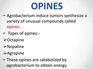Tumor formtion , ti ri plasmid , dna trnsfr. | PPTX