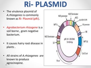 Agrobacterium Ti Plasmid