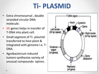Ti Plasmid