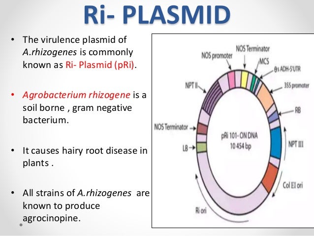Tumor formtion , ti ri plasmid , dna trnsfr.