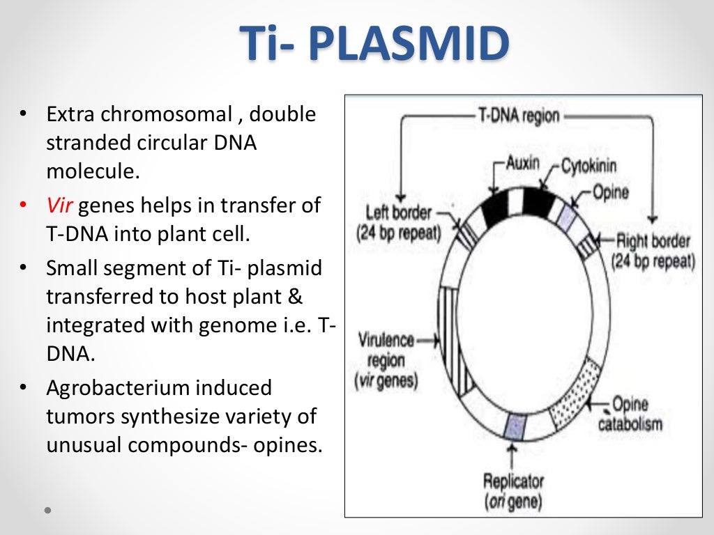 Tumor formtion , ti ri plasmid , dna trnsfr.