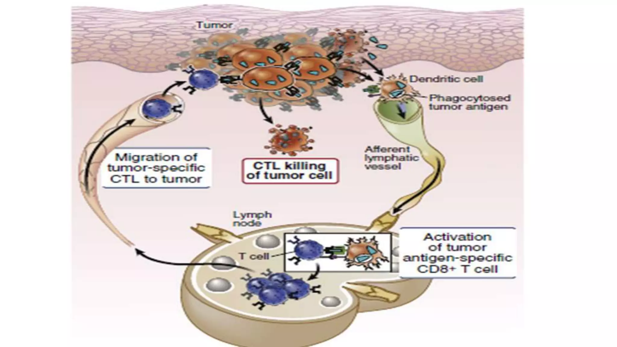 tumor immunology.pptx