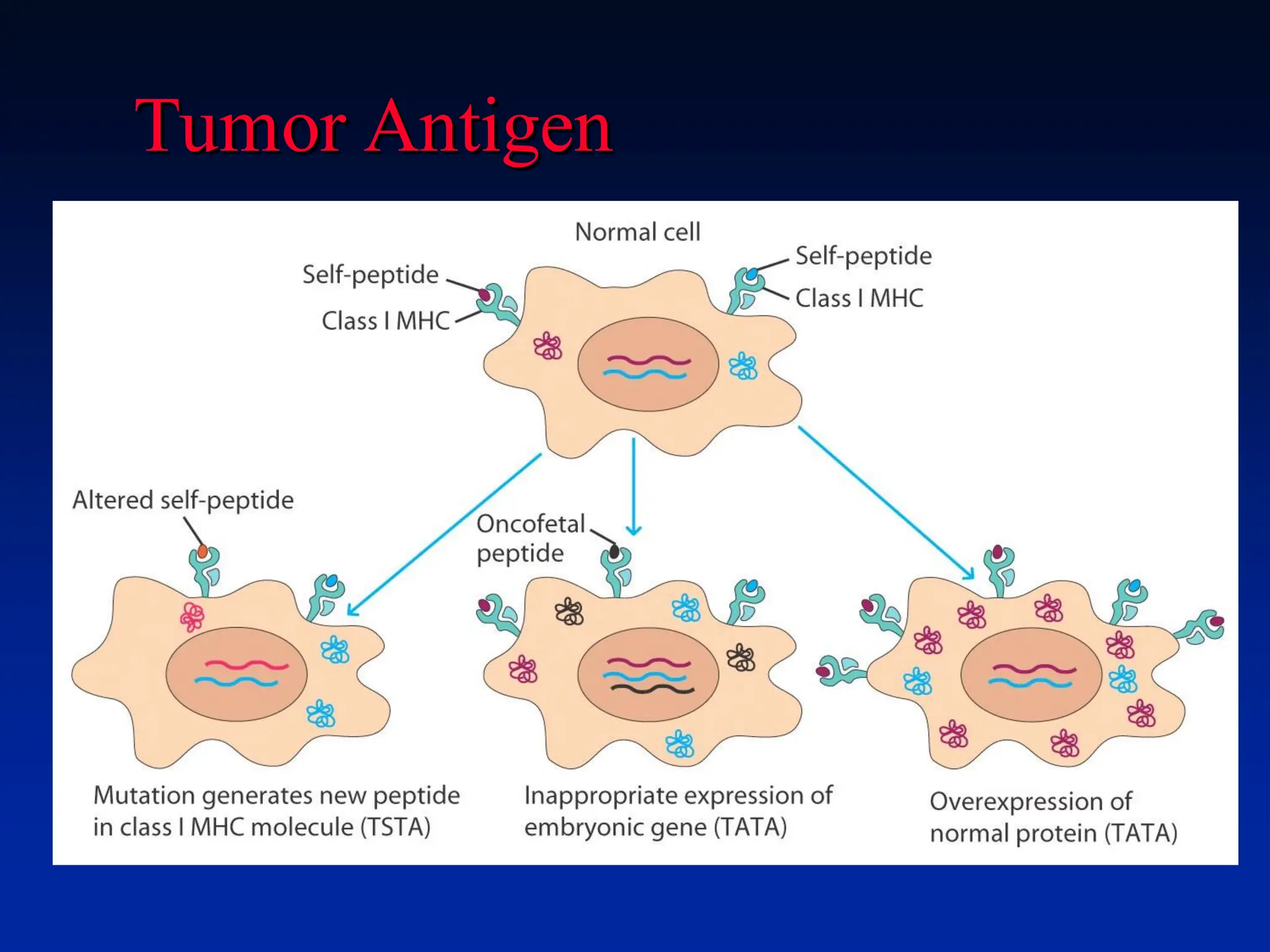 tumor immunology lecture medical students | PDF