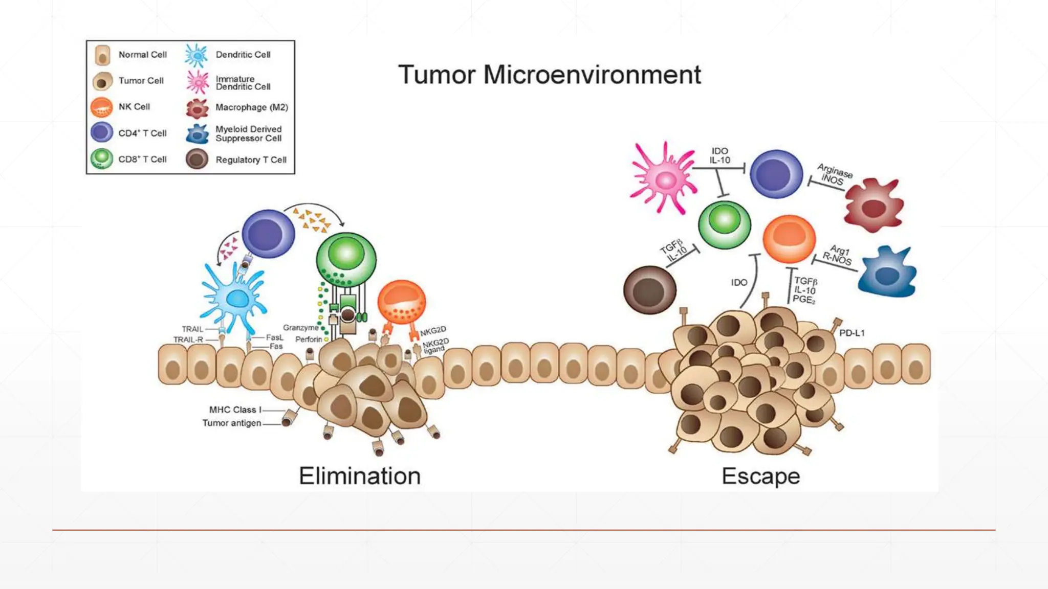 Tumor Immunology and role of antigens in analysis of anaplastic tumors ...