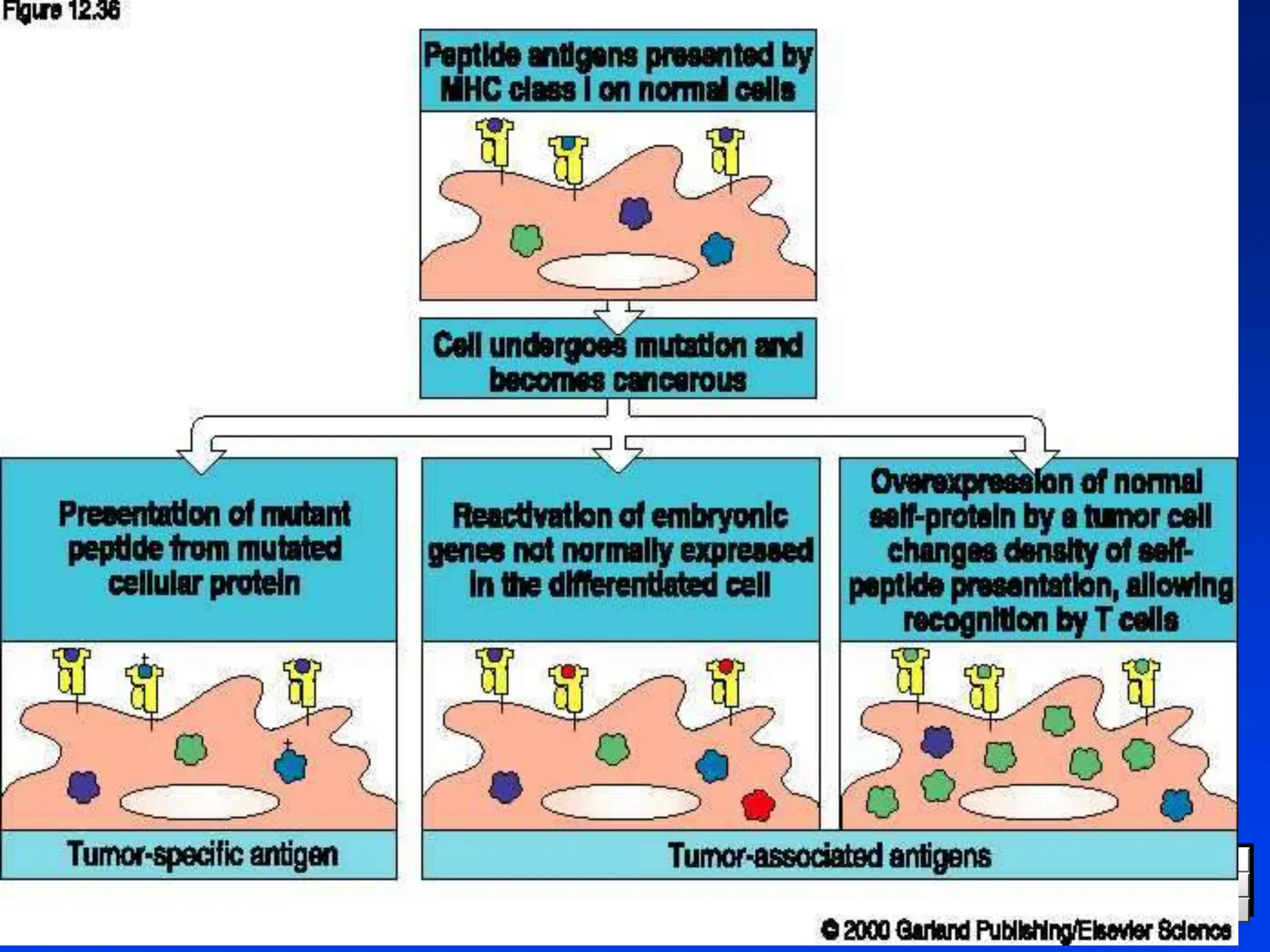 tumor immunology for Cancer & the Immune System.ppt