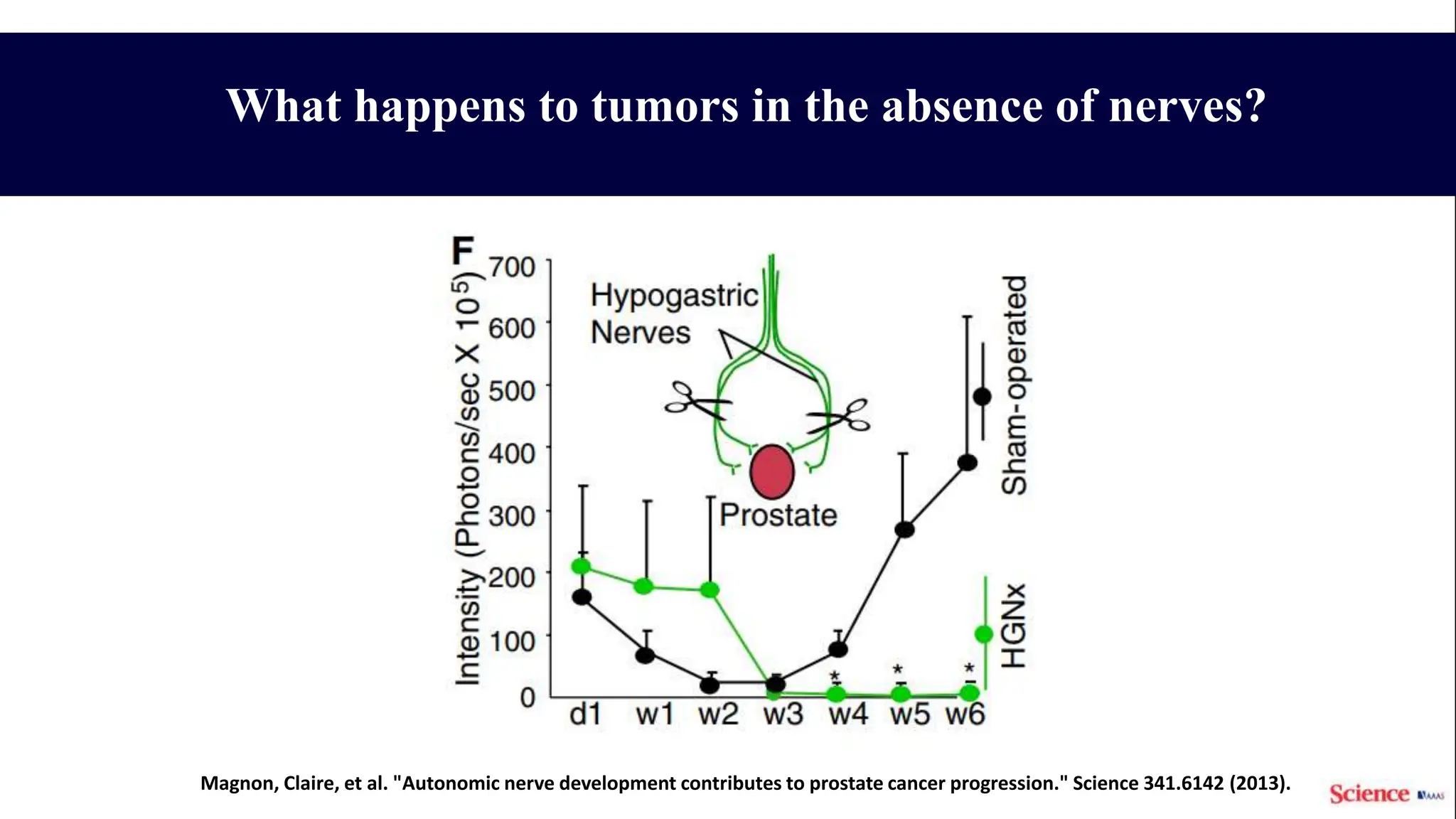 Tumor innervation2.pptx