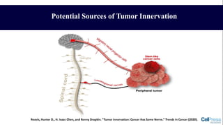 Tumor innervation2.pptx