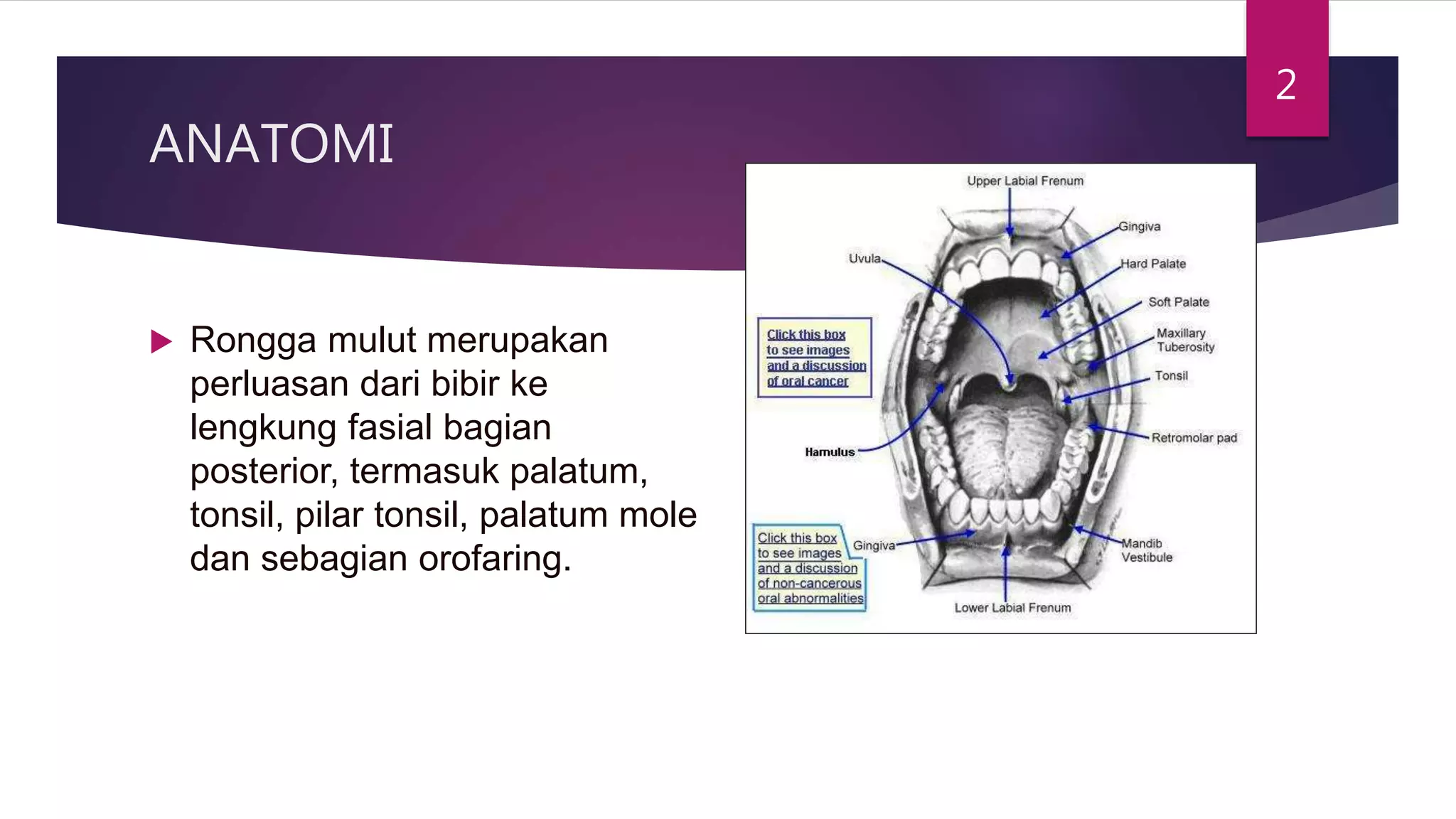 Lidah dan Rongga Mulut.pptx