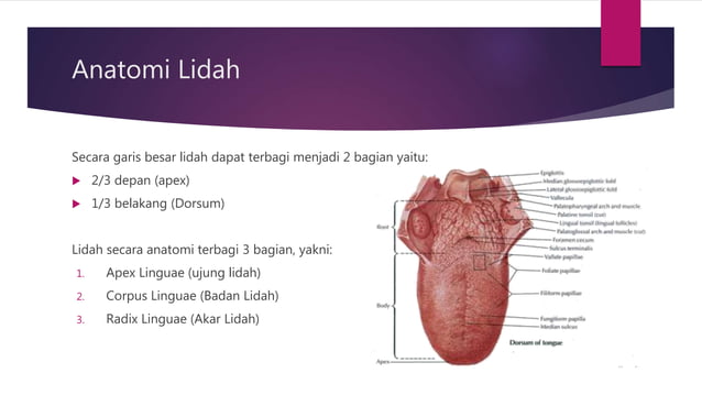 Lidah dan Rongga Mulut.pptx