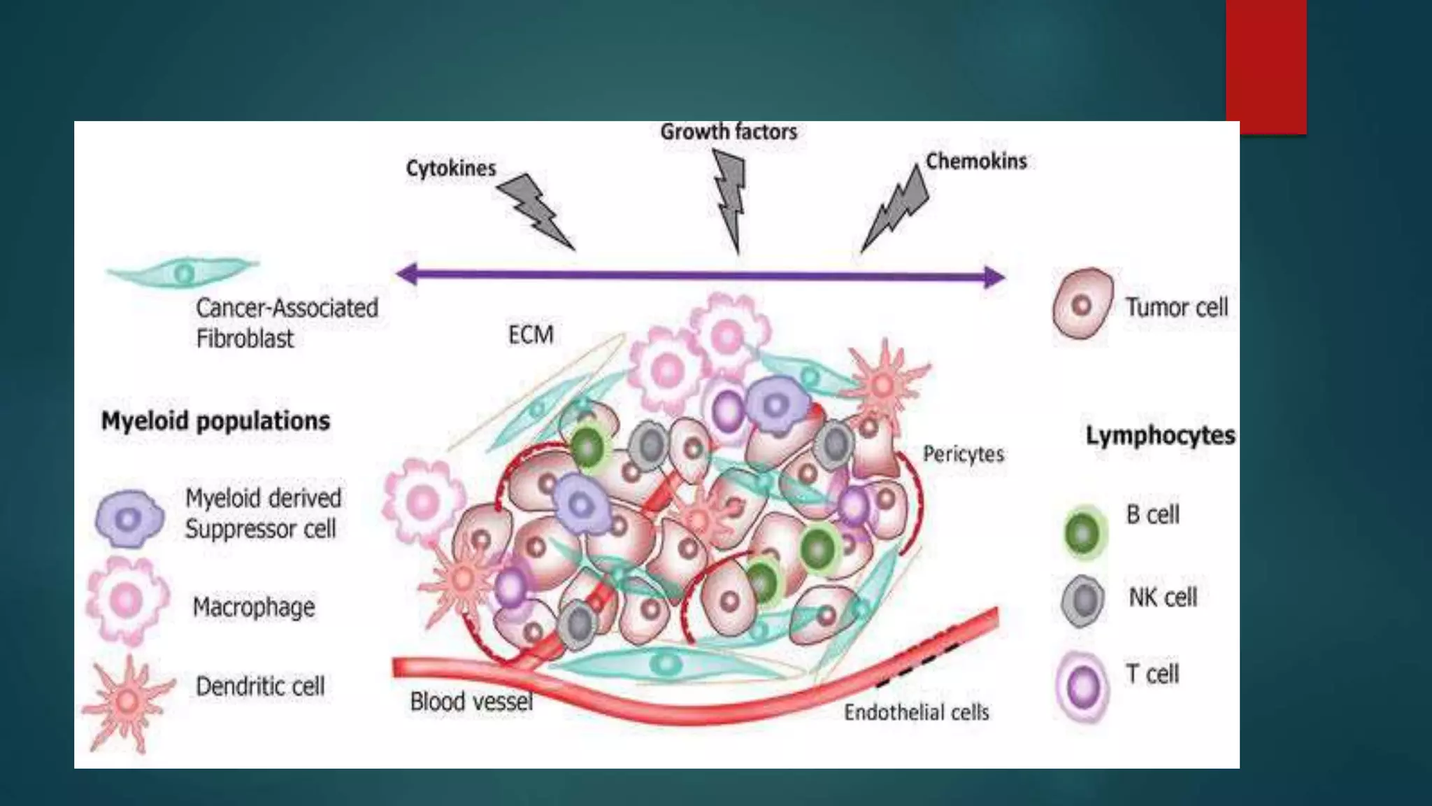 Tumor microenvironment in the body | PPTX