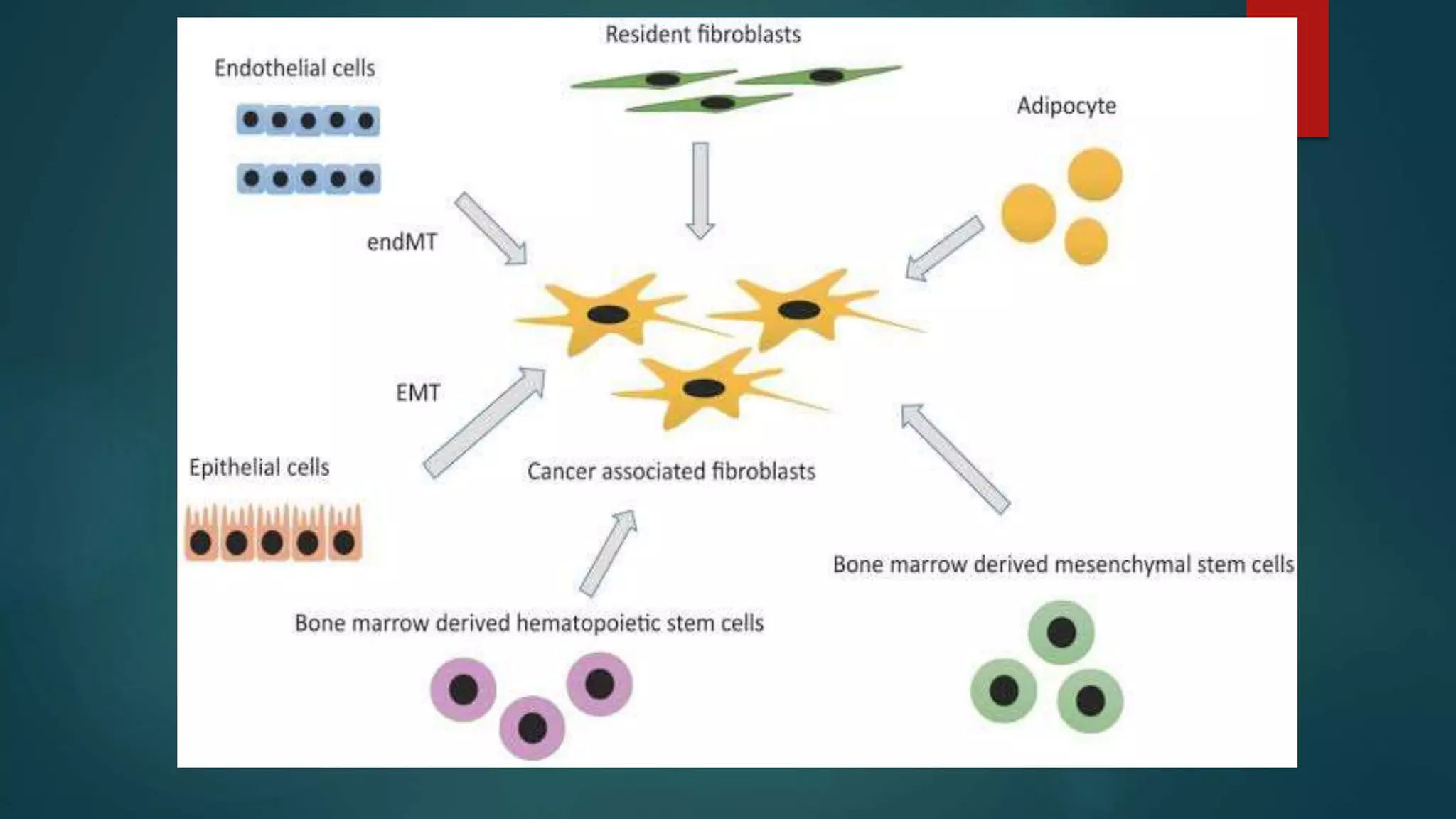 Tumor microenvironment in the body | PPTX