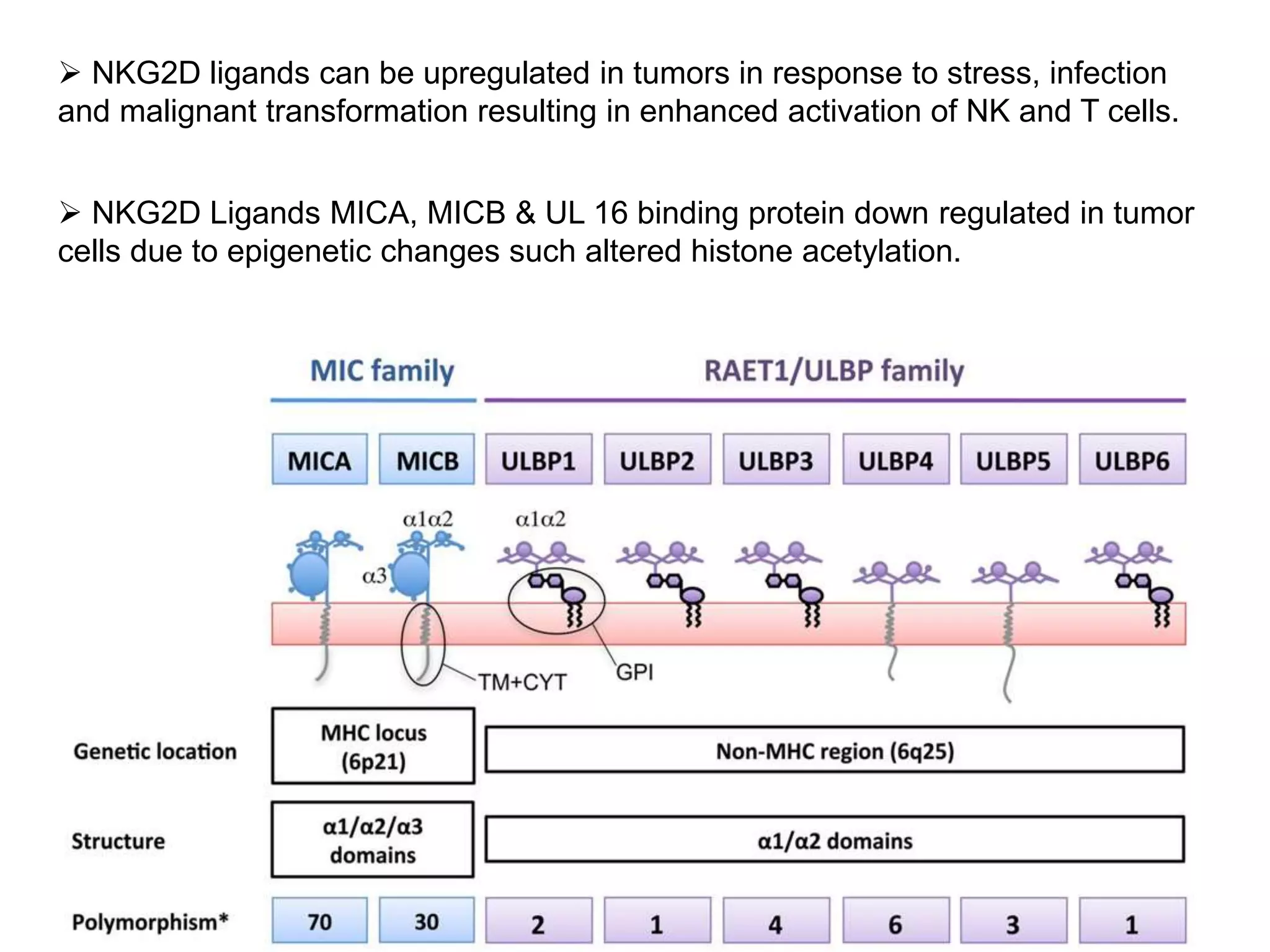 TUMOR microenvironment | PPT