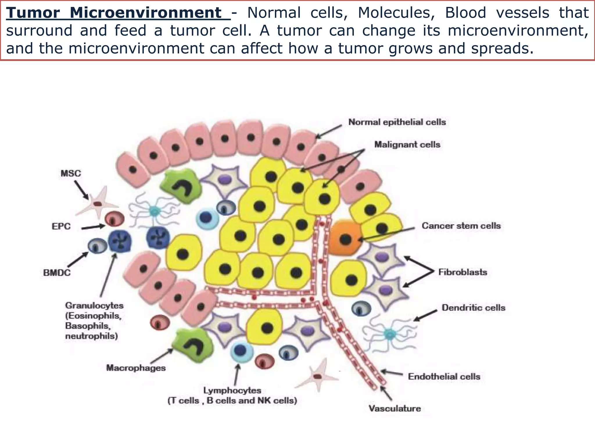 TUMOR microenvironment | PPT