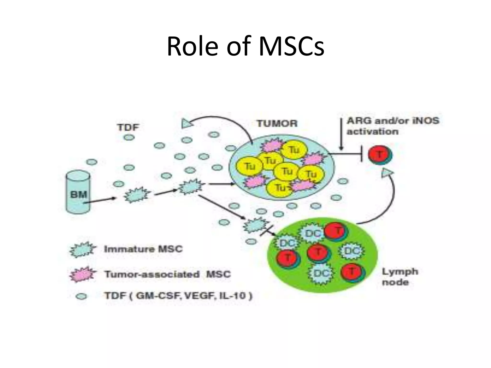 TUMOR microenvironment | PPT