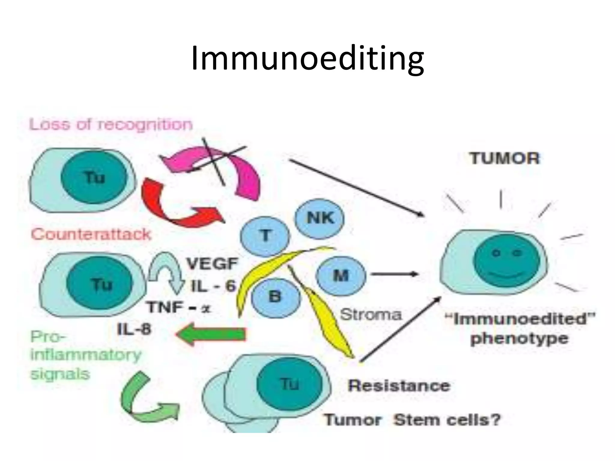 TUMOR microenvironment | PPT