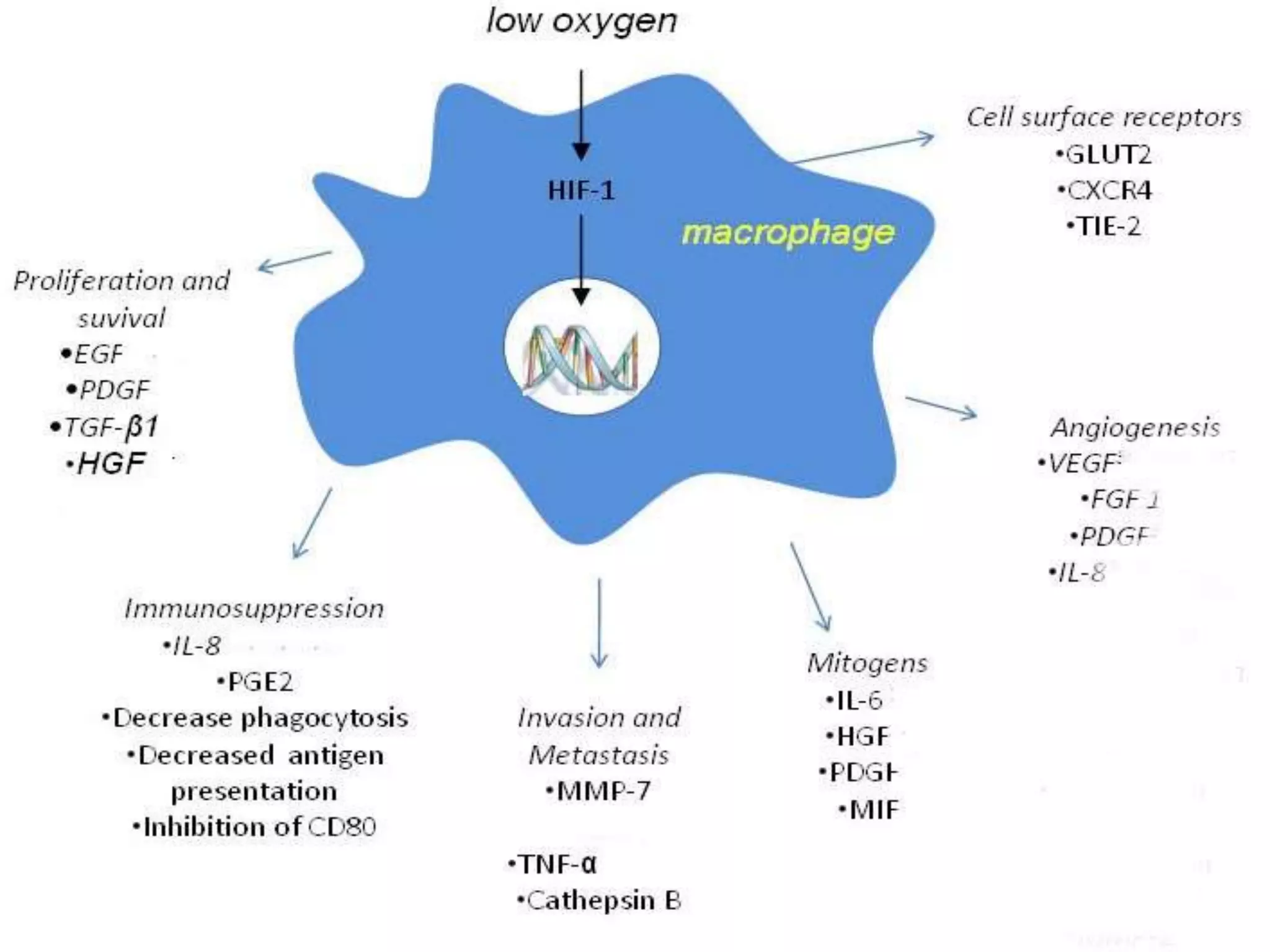 TUMOR microenvironment | PPT