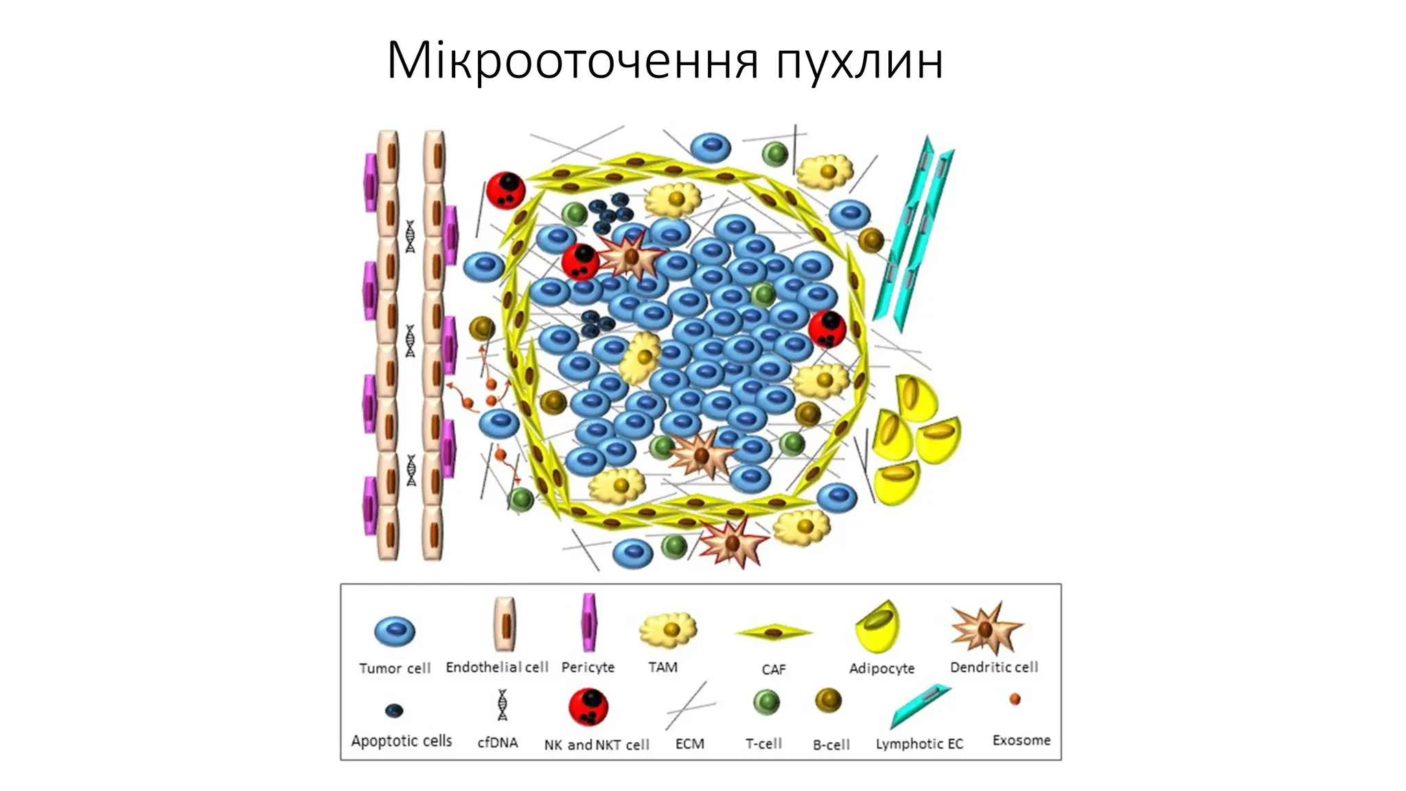tumor microinvironment oncology cancer tab | PPTX