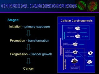 Tumors | PPT