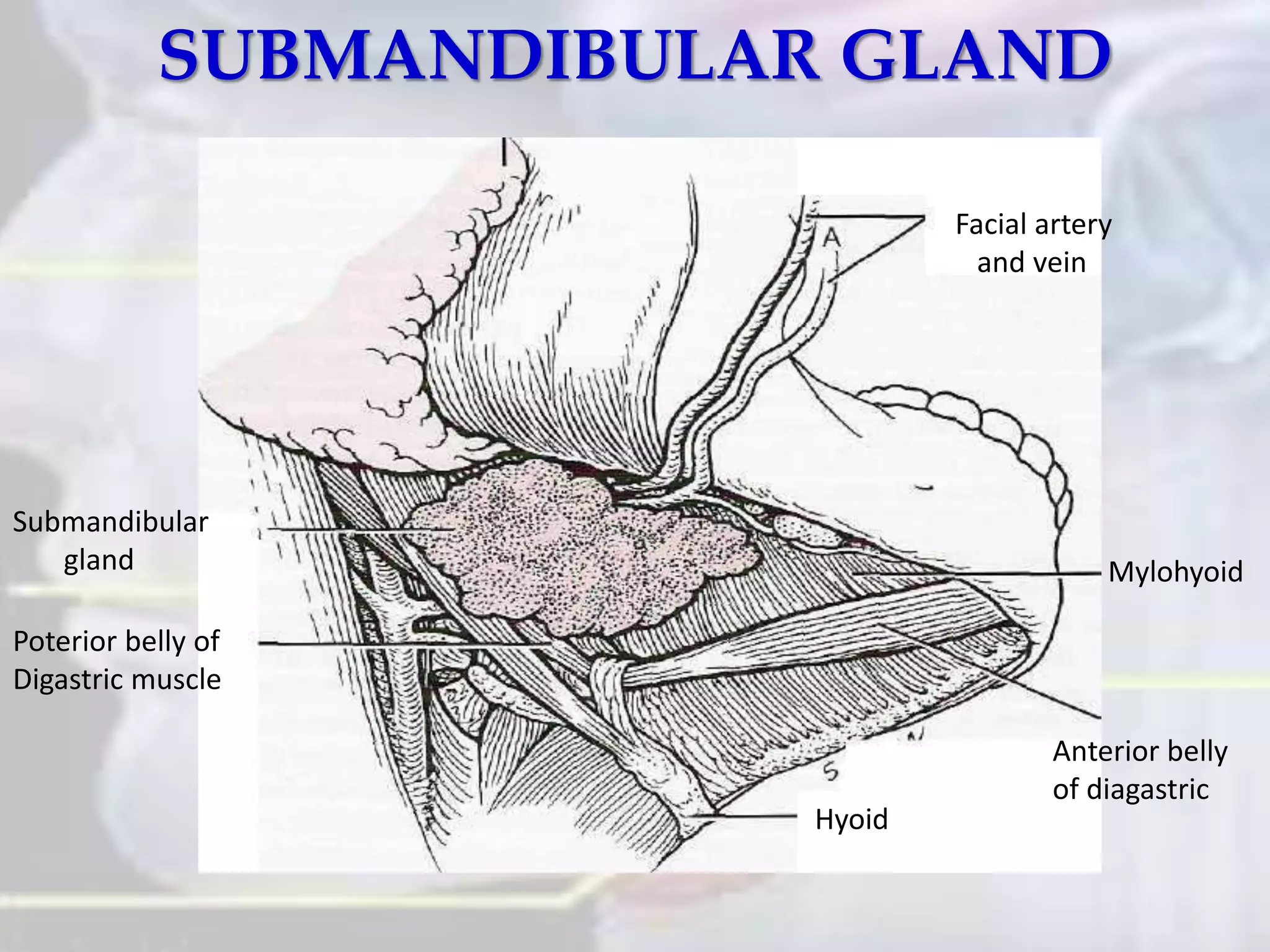 Tumors of salivary glands | PPTX