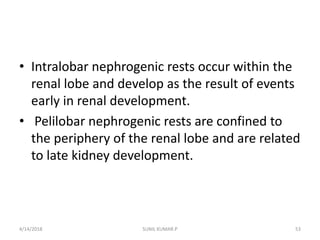 Tumors of the kidney | PPTX | Cancer | Diseases and Conditions