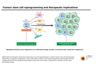 Tumor stem cell reprogramming as a driver of cancer as | PPT