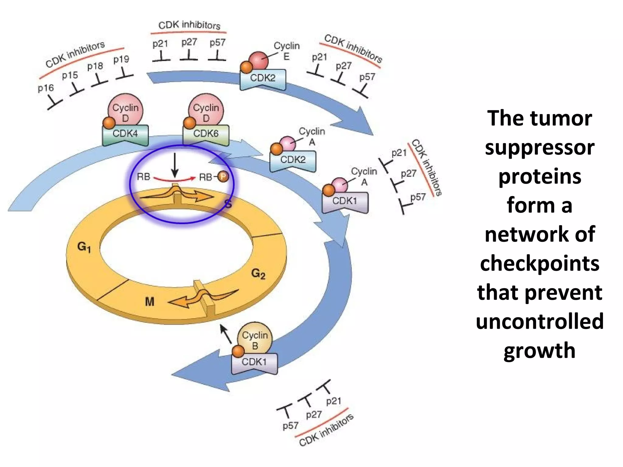 Tumor suppressorgenes | PPT