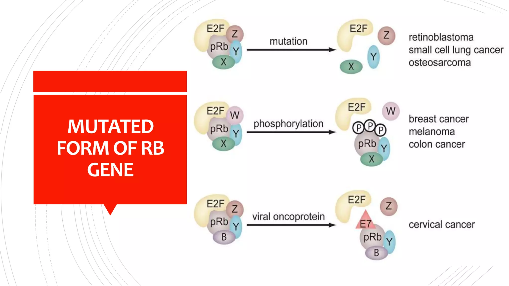 Tumor suppressor genes | PPTX