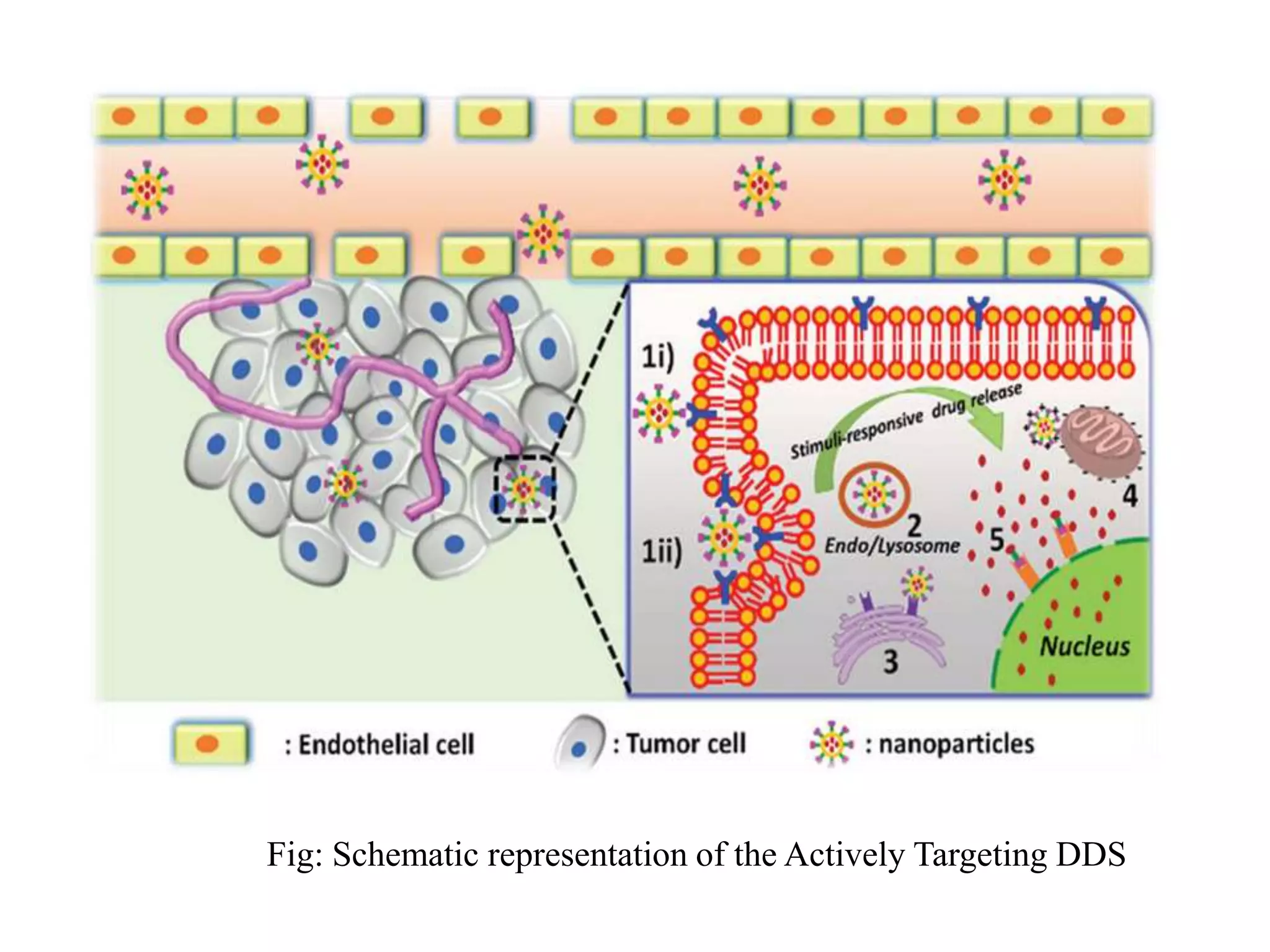 Tumor Targeting | PPTX