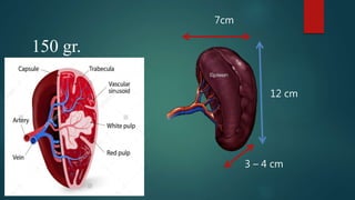 Tumour and tumour like lesions of spleen | PPTX