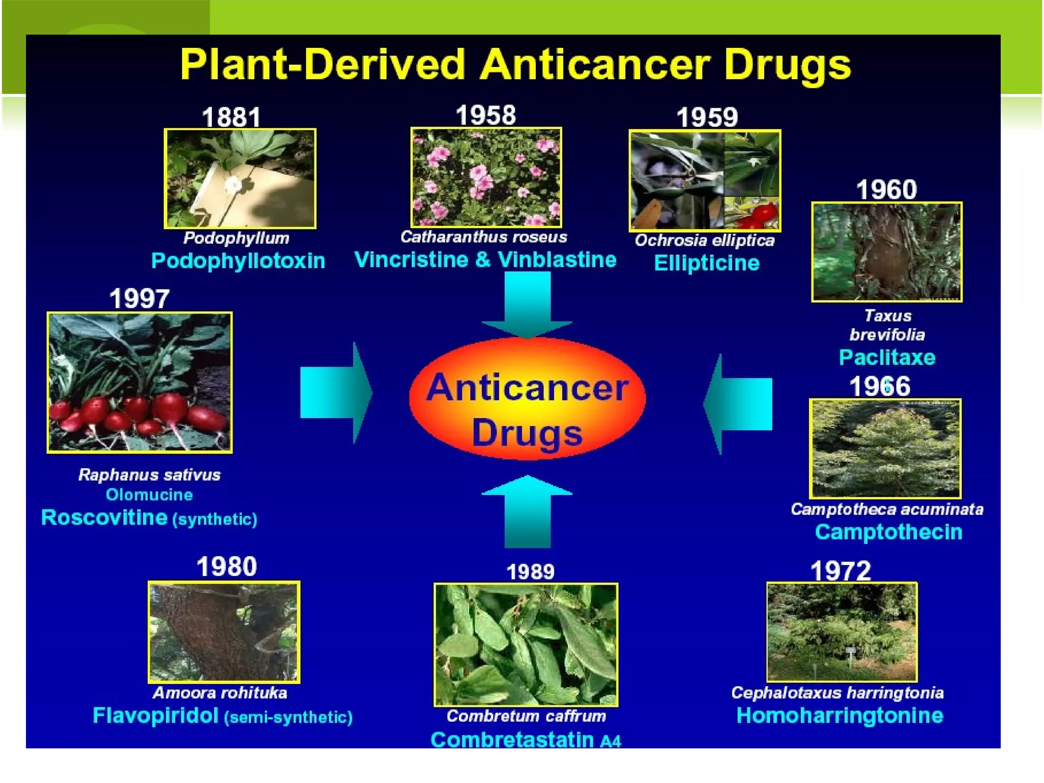 Tumour inhibitors from plants final | PPT
