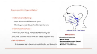 TUMOURS OF parotid gland and salivary glands.pptx
