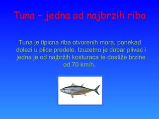 Tuna | PPT