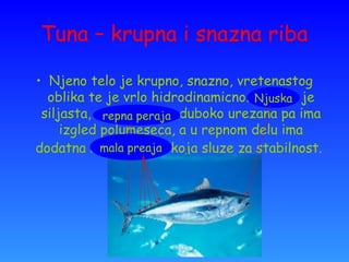 Tuna | PPT