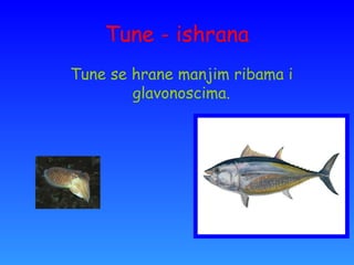 Tuna | PPT