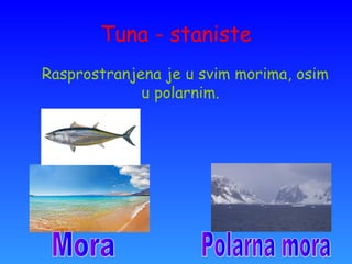 Tuna | PPT