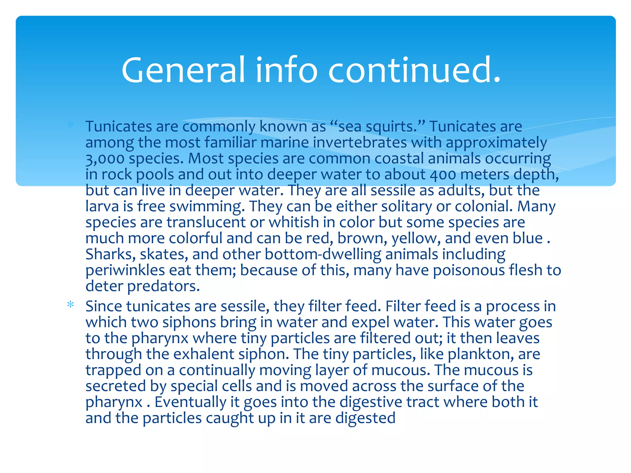 Tuncates or sea squirts and lancelets | PPT