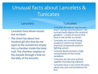 Tunicates And Lancelets