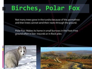 Tundra Susquenita | PPTX