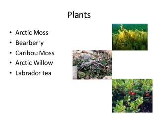 How Does Labrador Tea Adapt To The Tundra